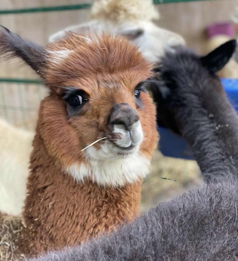 THREE OAKS FARM ALPACAS Gallery | Maryland - THREE OAKS FARM ALPACAS